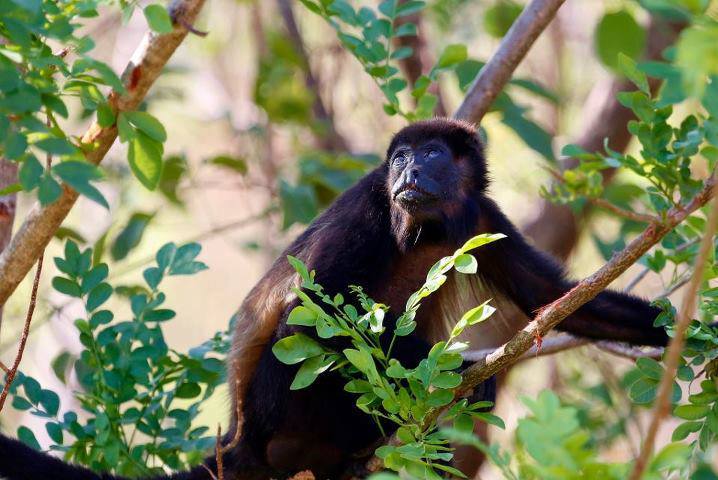 Lake Front House – Howler monkey – Las Flores Property Management